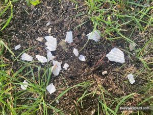 Why Are There Seashells in My Backyard or Garden? (Answer)