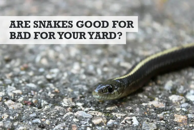 Is it Bad to Have Snakes in Your Yard / Garden? (or Good?)