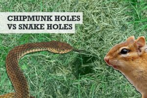 Chipmunk Holes vs Snake Holes (How to Identify Easily)