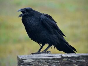 What to Feed Crows in Your Yard (Attract Them): Best Foods
