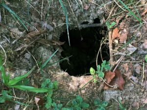 Mole Holes vs Vole Holes: What's the Difference