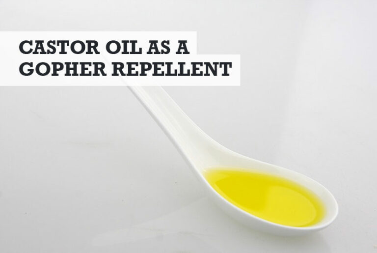 Castor Oil for Gophers: Repellent Recipe & Guide