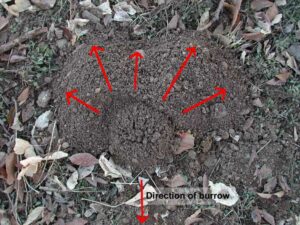 Gopher Holes in Yard (What Look Like / Get Rid of Gopher Holes)