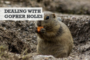 Gopher Holes in Yard (What Look Like / Get Rid of Gopher Holes)