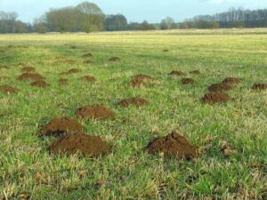 Mole Holes vs Vole Holes: What's the Difference