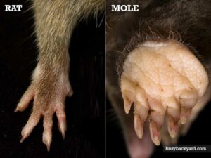Mole Holes vs Rat Holes: Differences in Burrows & Tunnels