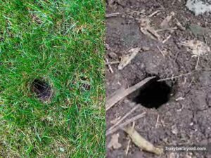 Gopher Holes vs Rat Holes: Telling the Difference